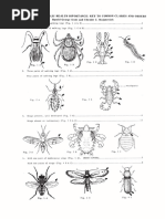 Insect Orders Identification Key | PDF | Insects | Arthropods
