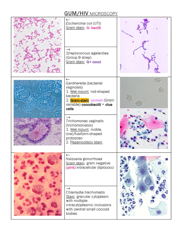 Chlamydia Bacteria Gram Stain