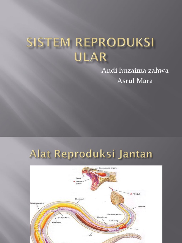 Sistem Reproduksi Ular | PDF