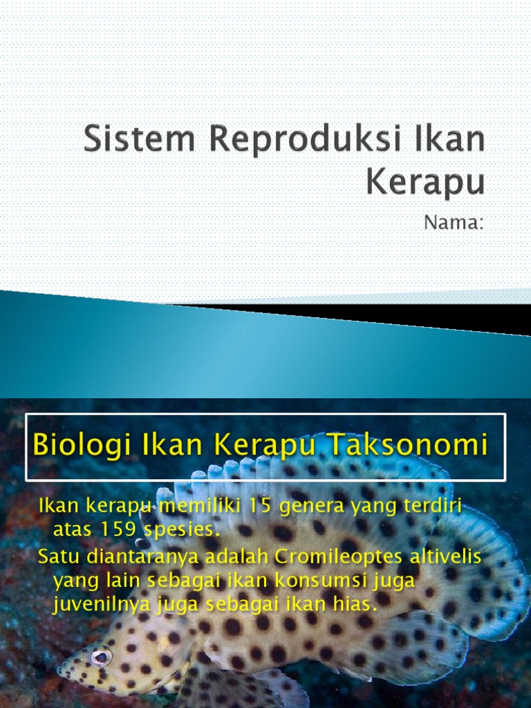 Sistem Reproduksi Ikan Kerapu | PDF