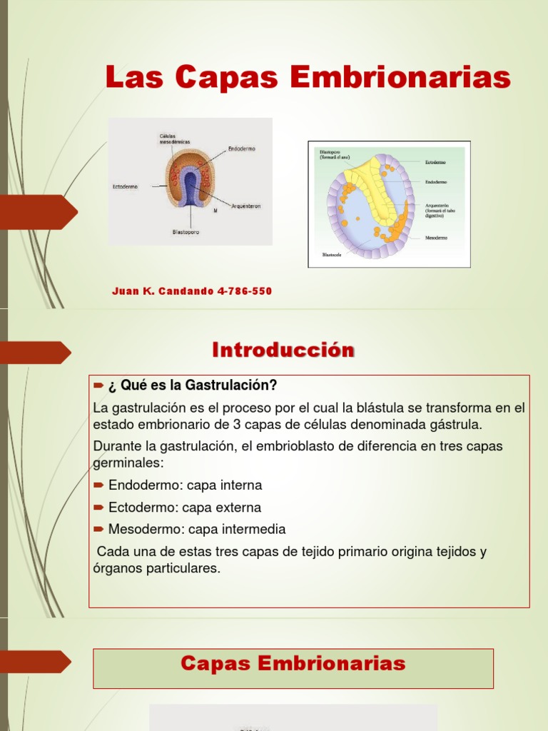 Capas Embrionarias | PDF | Biología del desarrollo | Reproducción