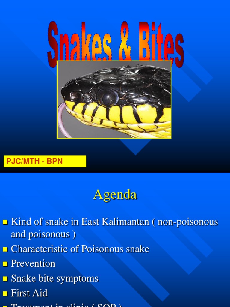 Snake Bite | PDF | Snake | Squamata