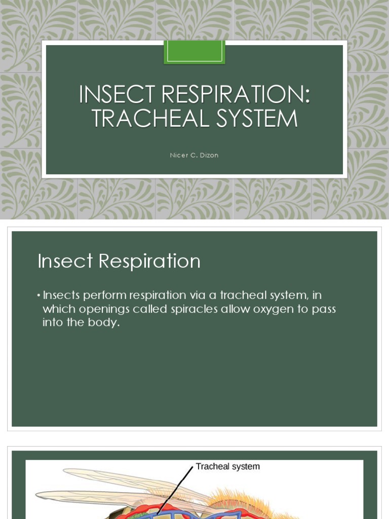 Insect Respiration: Tracheal System: Nicer C. Dizon | PDF