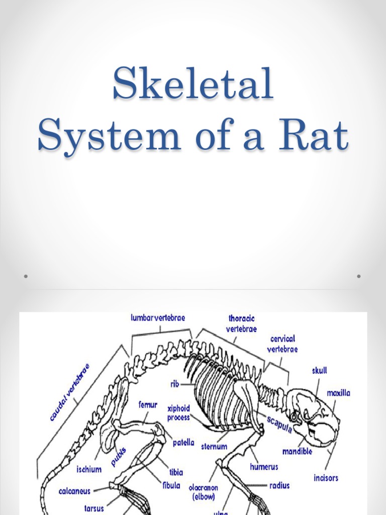 Skeletal System of a Rat