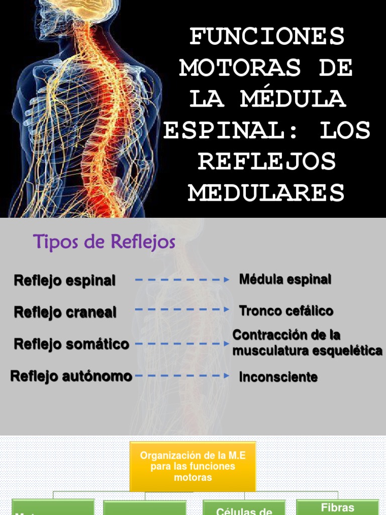Funciones Motoras de La Médula Espinal | PDF | Neurona motora | Neurona