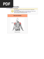 Anatomía de la Región Deltoidea | PDF | Hombro | Articulaciones