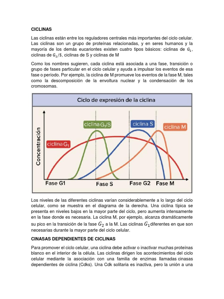 Ciclinas | PDF | Ciclo celular | Mitosis