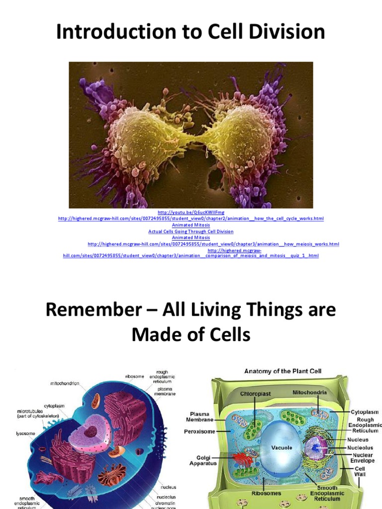 Cell Division: Mitosis and Meiosis Guide | PDF | Meiosis | Mitosis