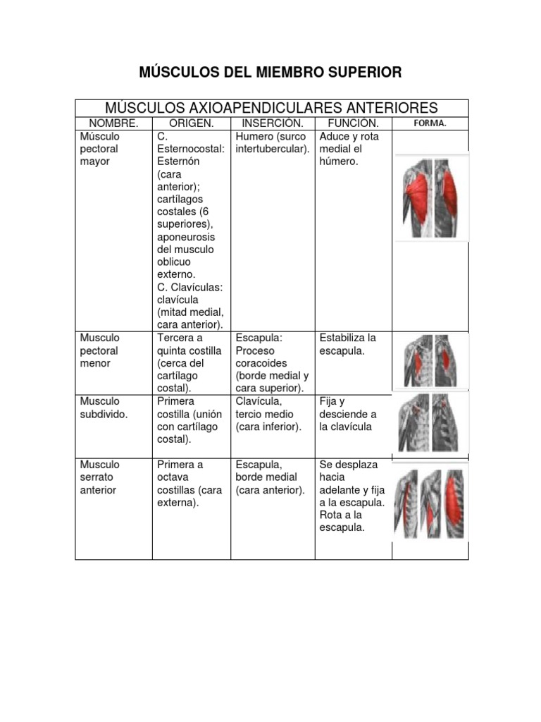 Anatomía de los Músculos del Miembro Superior | PDF | Mano | Sistema ...