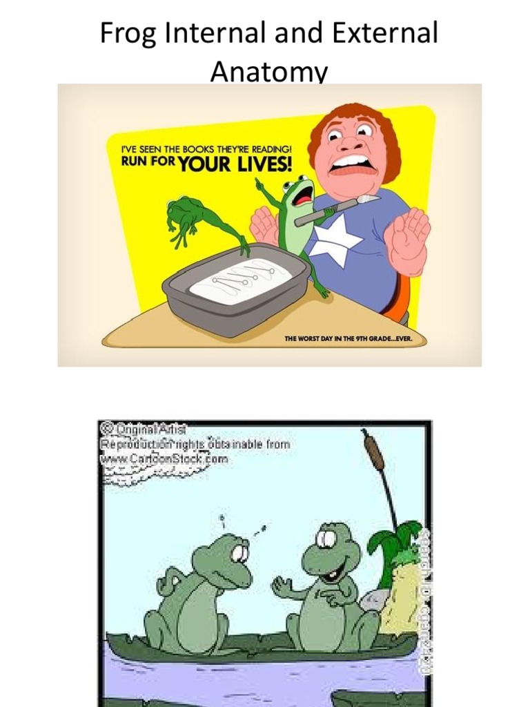 Frog Internal and External Anatomy Overview | PDF | Digestion | Bile