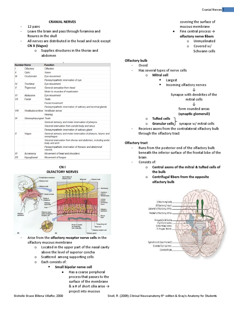 Cranial Nerves | PDF | Olfaction | Olfactory System