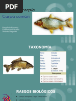 Características y Hábitat de la Carpa | PDF | Alimentos | Pescado
