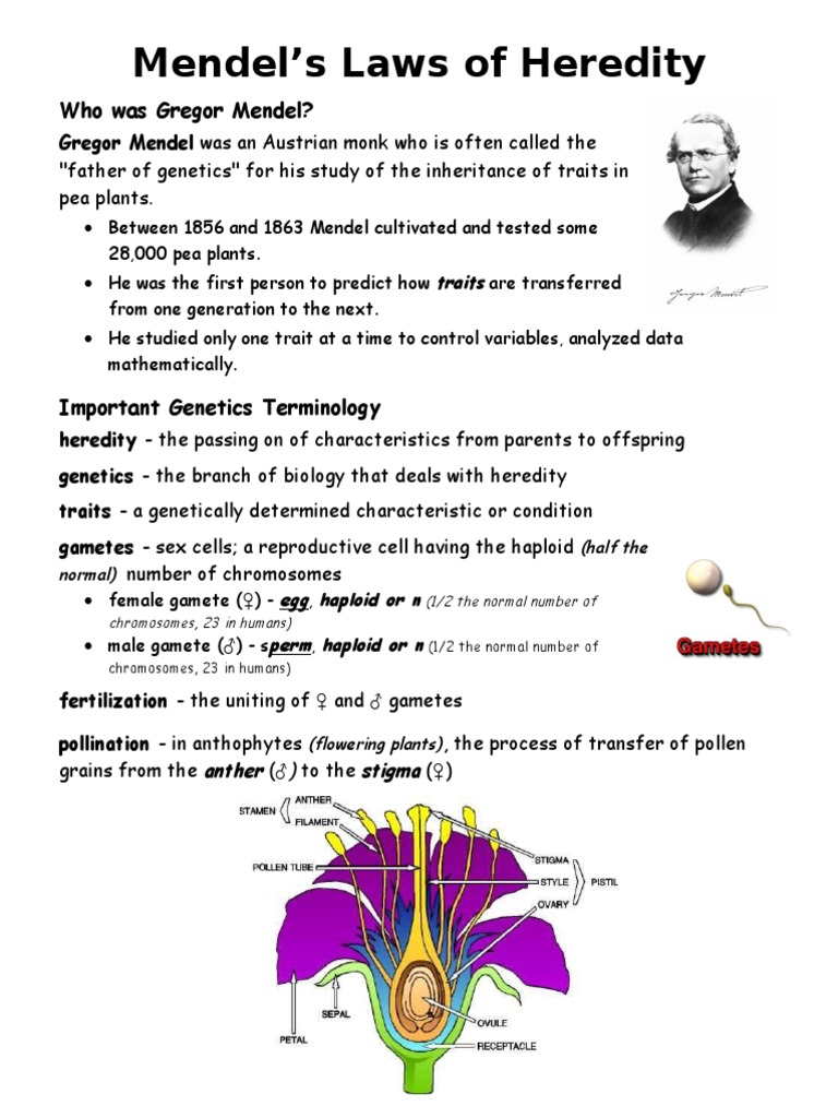Mendels Peas Worksheet | PDF | Dominance (Genetics) | Genetics