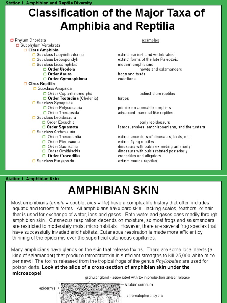 Amphibia and Reptilia | PDF | Amphibian | Snake