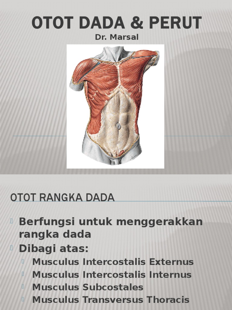 Otot Dada Perut | PDF