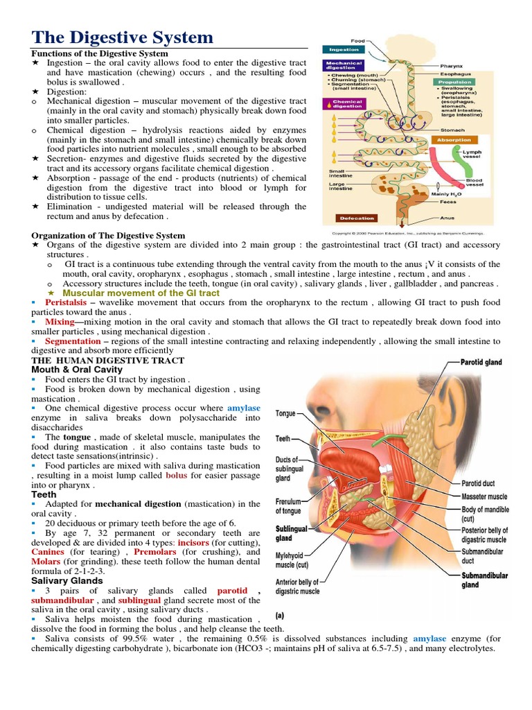 The Digestive System MODULE | PDF | Digestion | Human Digestive System
