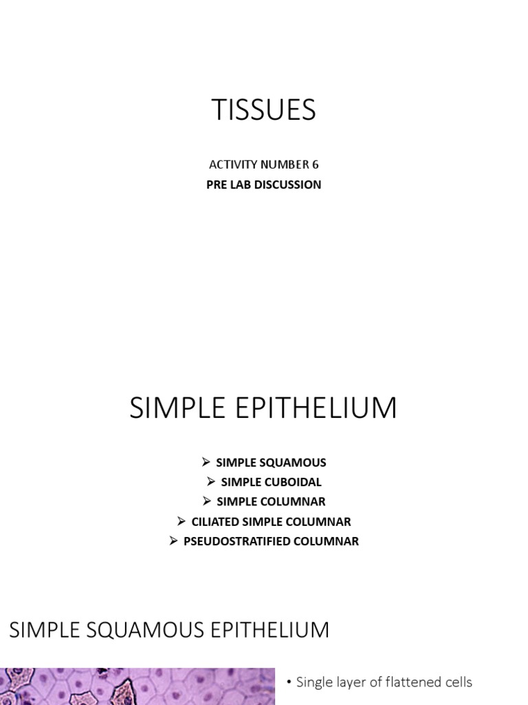 Tissues Pre Lab | PDF | Epithelium | Connective Tissue