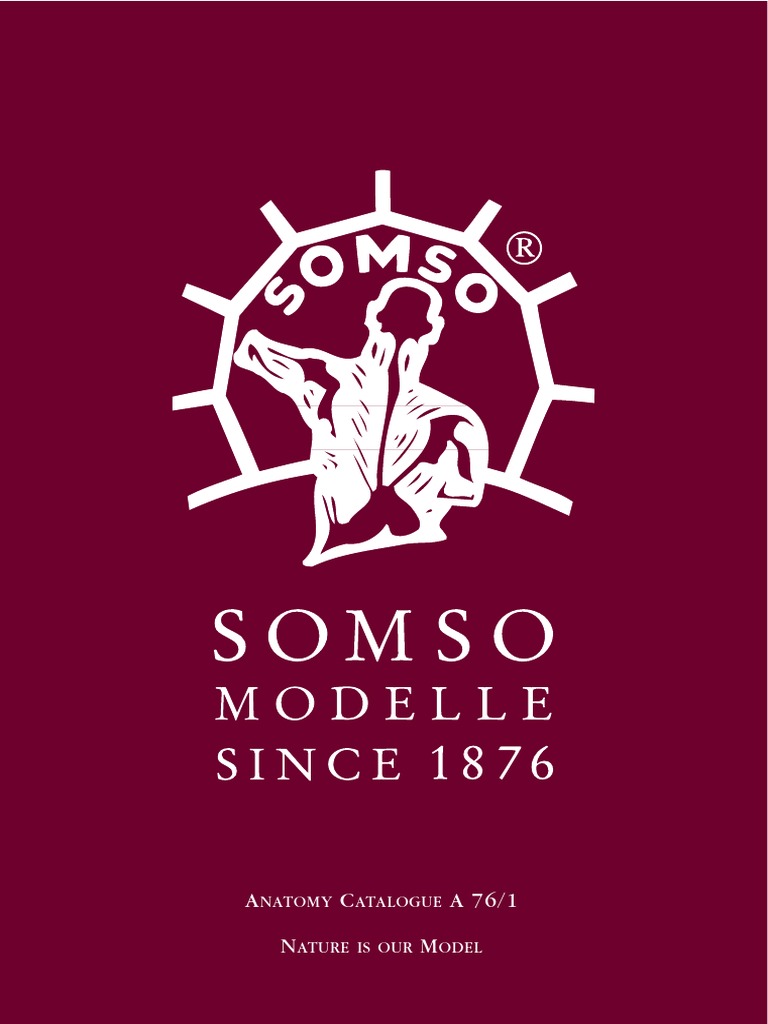 Catalogo Somso | PDF | Abdomen | Stomach