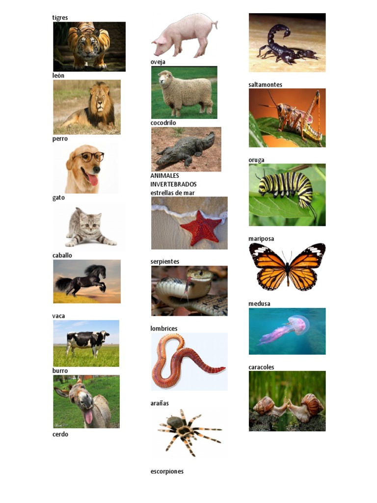 10 Animales Vertebrados e Invertebrados | PDF