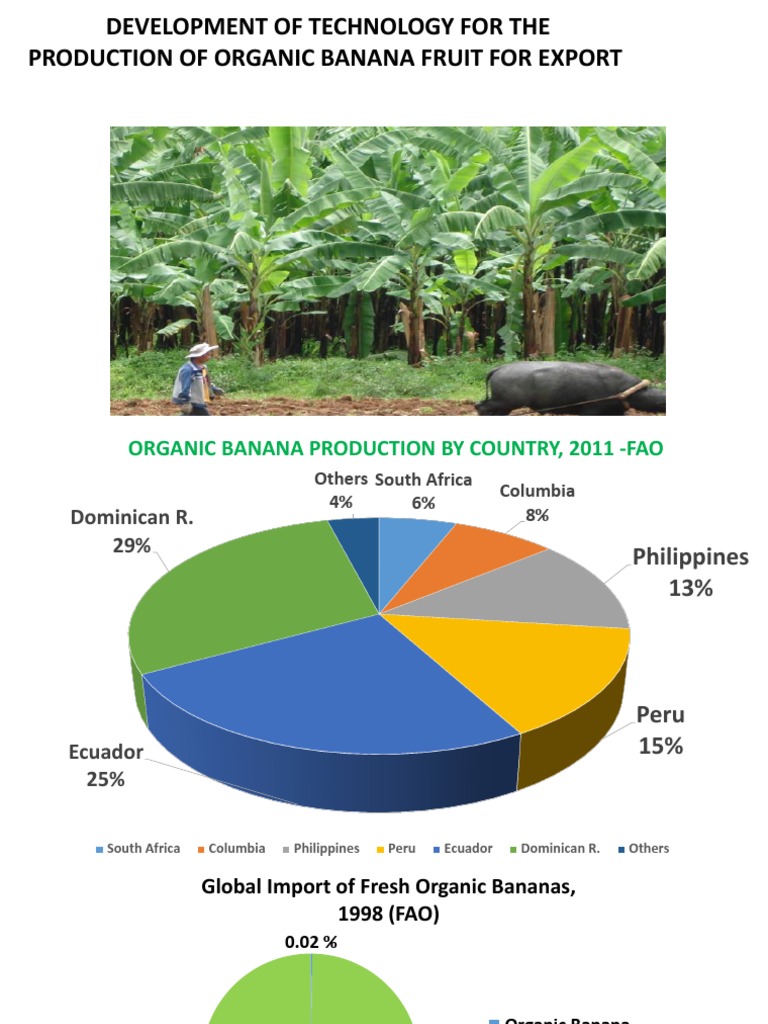 Banana Production | PDF | Organic Farming | Banana