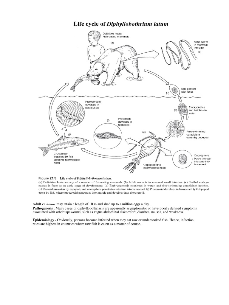 Life Cycle of Diphyllobothrium Latum: Pathogenesis - Many Cases of ...