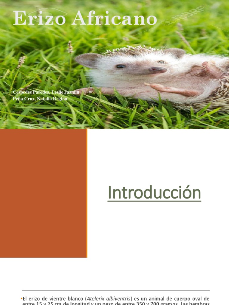 Anatomía y cuidado del erizo africano | PDF | Anatomia animal ...