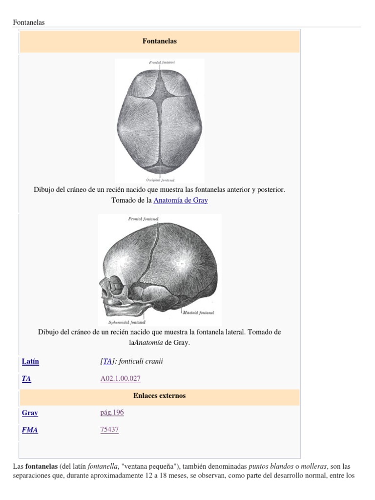 Fontanelas | PDF | Cráneo | Anatomía de los primates