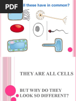 Specialised Animal Cells - Living Organisms - KS3 Biology - BBC ...