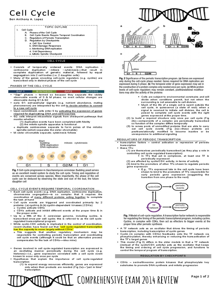 Understanding the Cell Cycle Phases | PDF | Cell Cycle | Mitosis