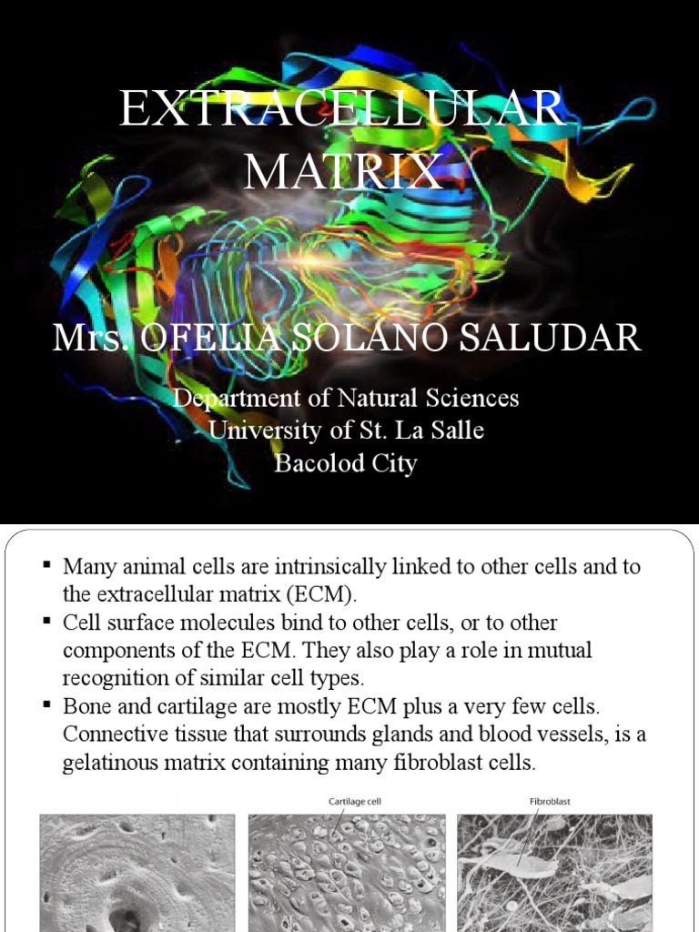Extracellular Matrix: Mrs. Ofelia Solano Saludar | PDF | Extracellular ...