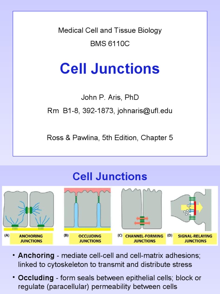 Understanding Cell Junctions in Biology | PDF | Cell Adhesion ...