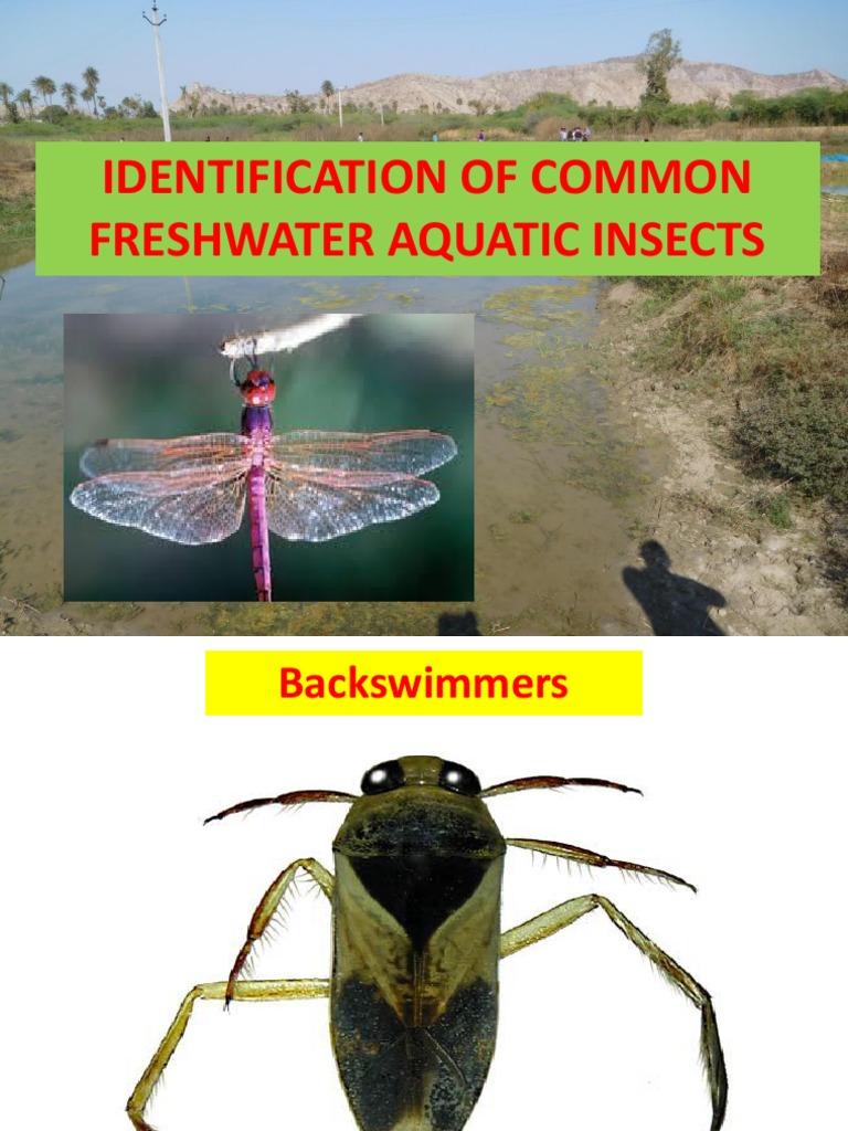 Identification of Aquatic Insects | PDF | Home & Garden