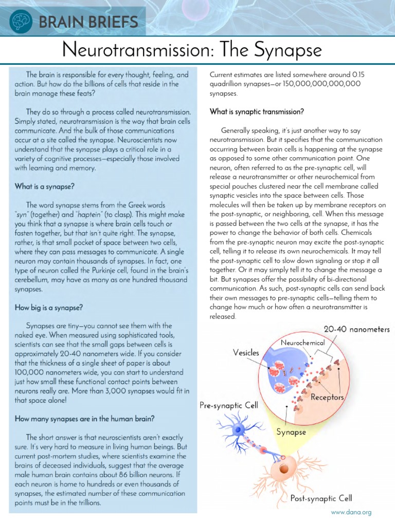 Brain Brief Synapse Final | PDF | Synapse | Chemical Synapse