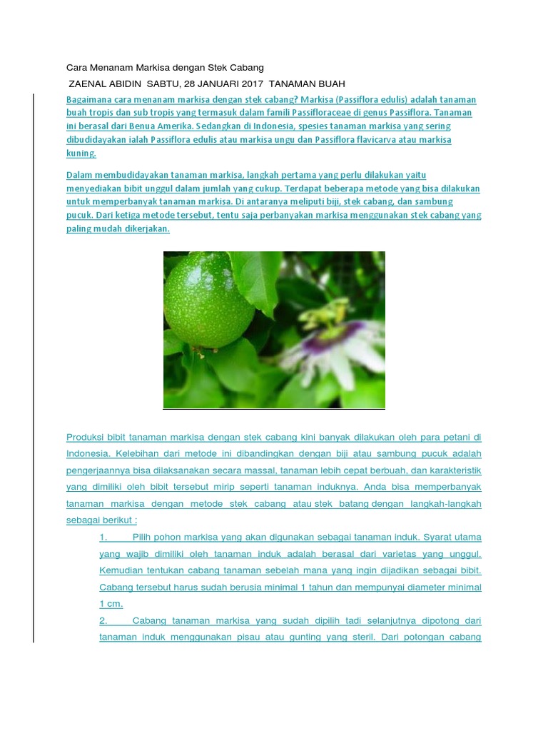 Cara Menanam Markisa Dengan Stek Cabang | PDF