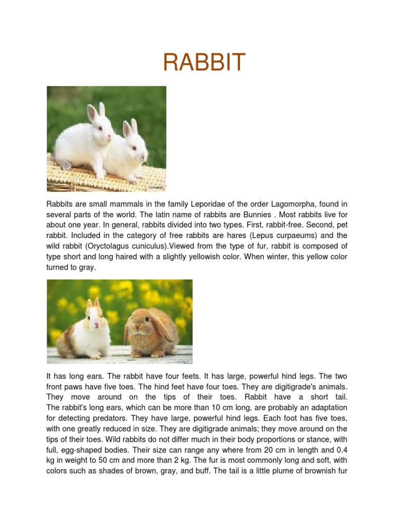 RABBIT | PDF | Rabbit | Lagomorphs