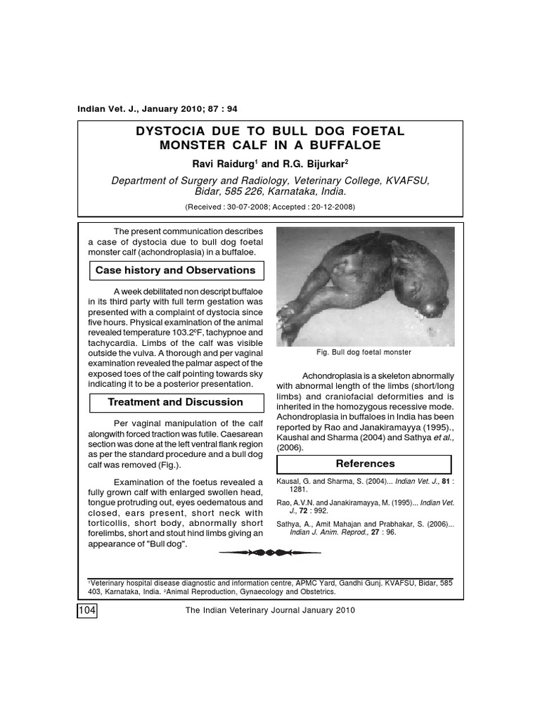 Dystocia Due To Bull Dog Foetal Monster Calf in A Buffaloe PDF | PDF ...