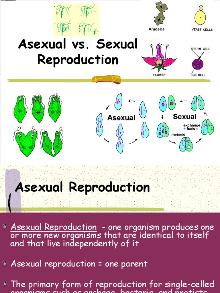 Asexual vs. Sexual Reproduction Explained | PDF | Sexual Reproduction ...