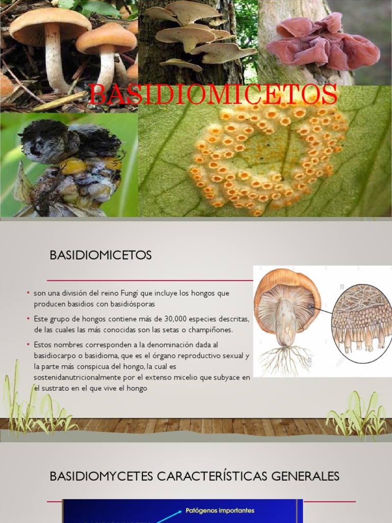 basidiomicetos fitopatologia.pptx