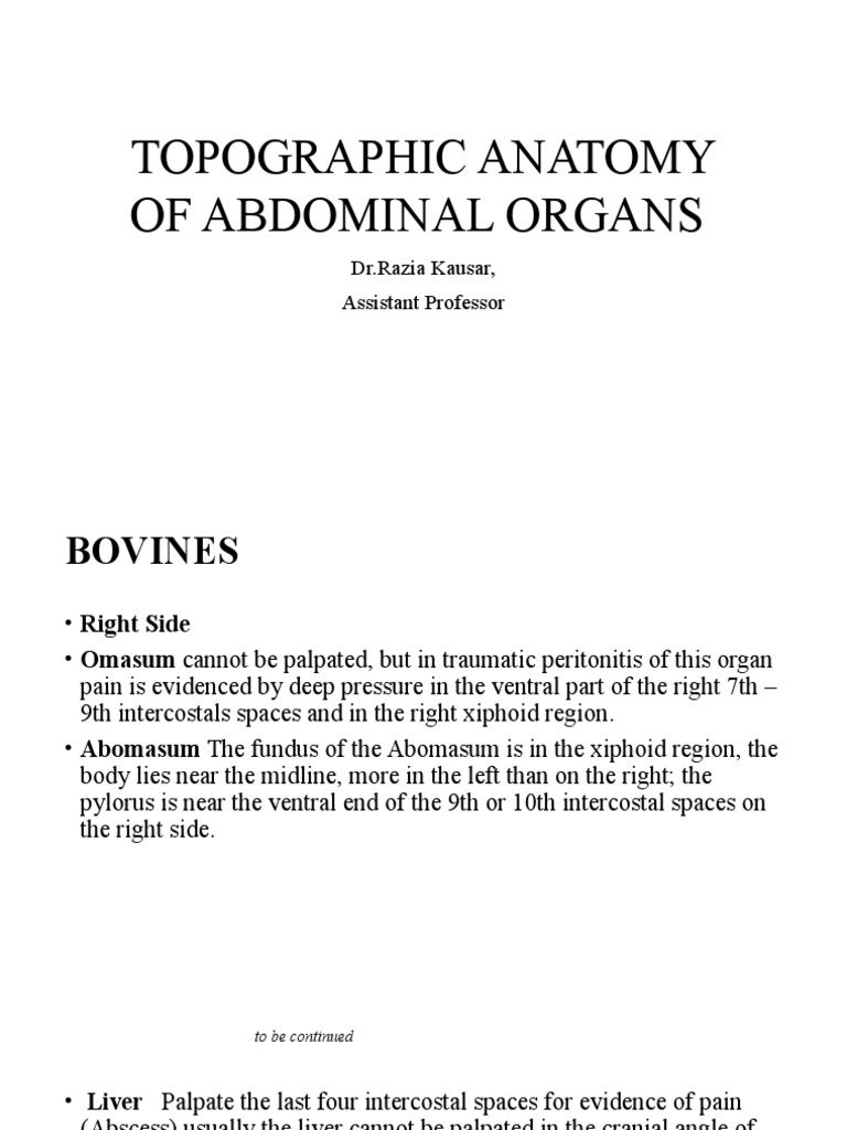 Topographic Anatomy of Abdominal Organs | PDF | Abdomen | Large Intestine