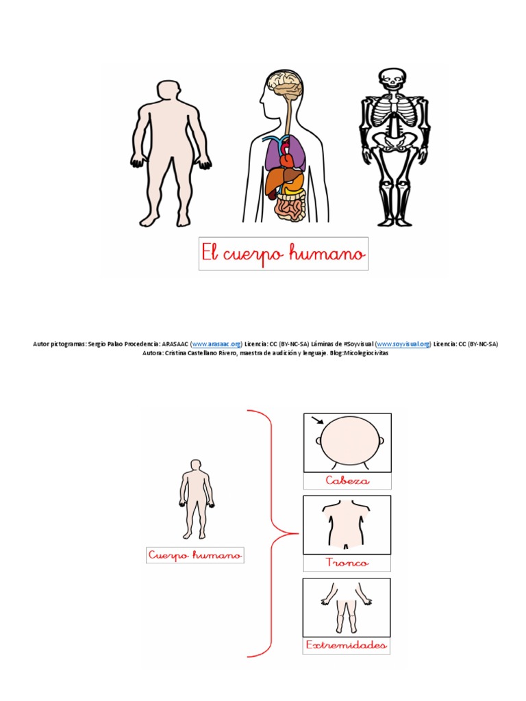 El Cuerpo Humano y Los Sentidos | PDF