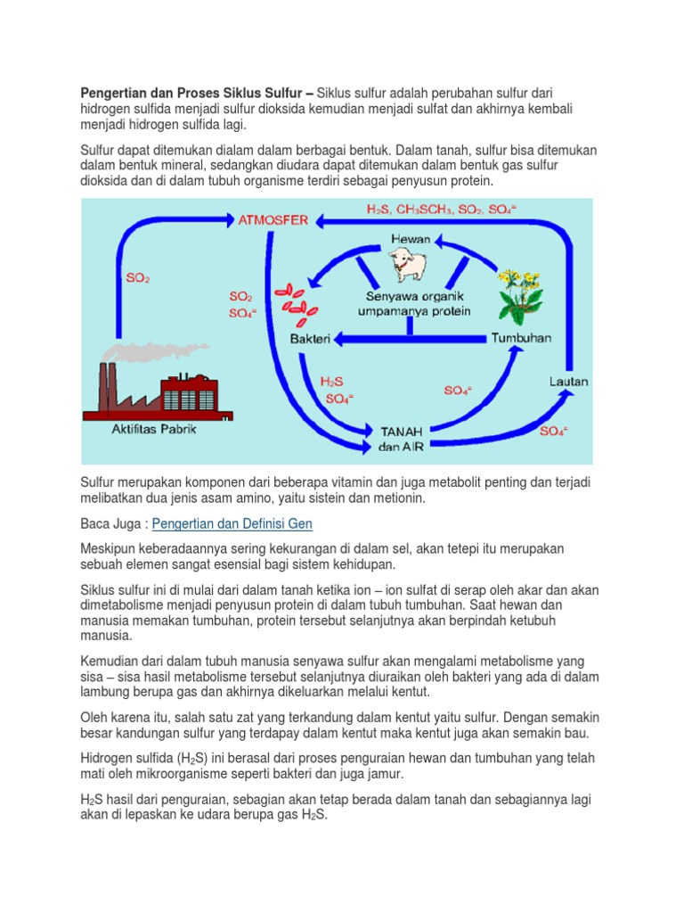 Pengertian Dan Proses Siklus Sulfur | PDF