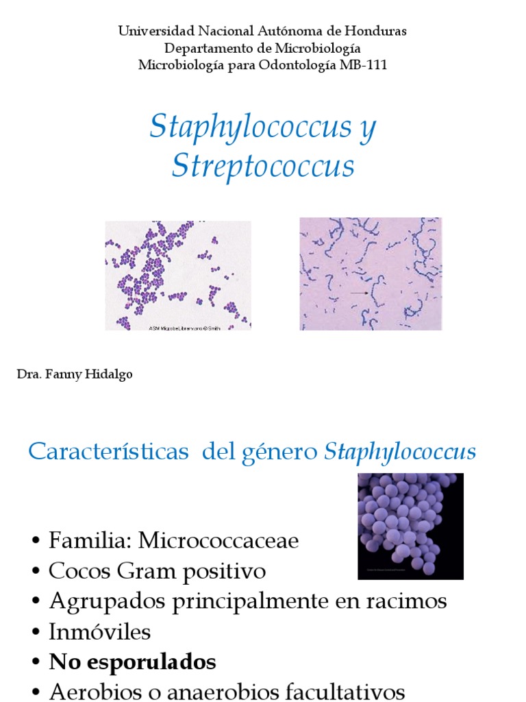 Características de Staphylococcus y Streptococcus | PDF | Estreptococo | Staphylococcus Aureus