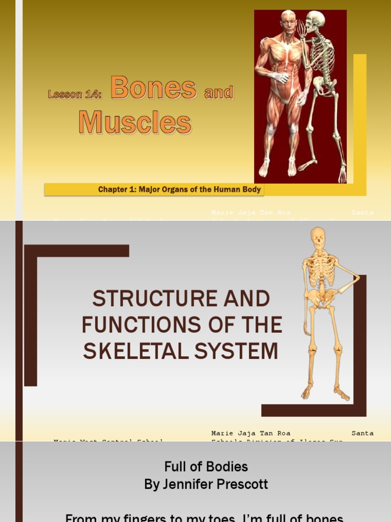 Note Skeleton and Muscle | PDF | Vertebral Column | Skeleton
