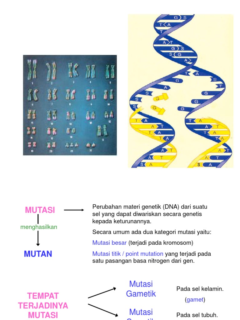 Mutasi Genetik dan Dampaknya | PDF | Sains & Matematika
