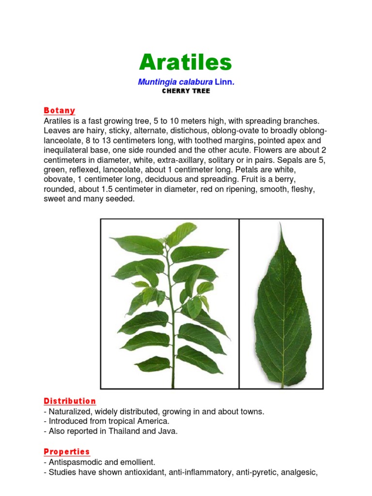 Aratiles | PDF | Fruit | Trees