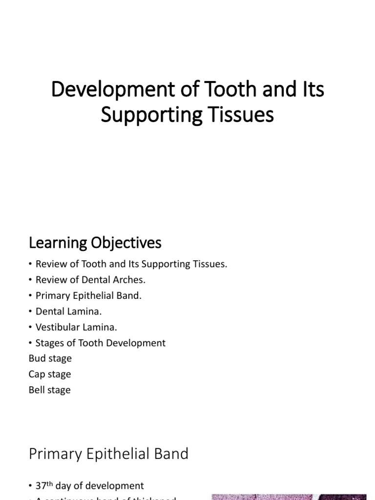 Tooth Development and Histology Overview | PDF | Tooth | Tooth Enamel