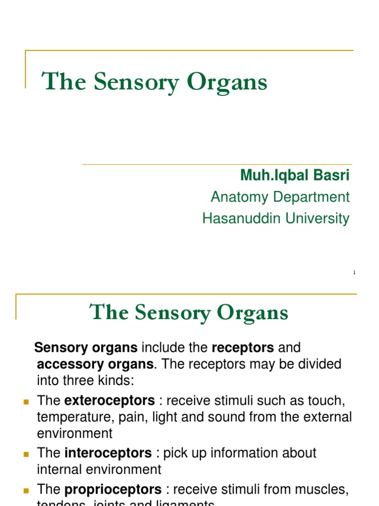 The Sensory Organs: Anatomy Department Hasanuddin University | PDF ...