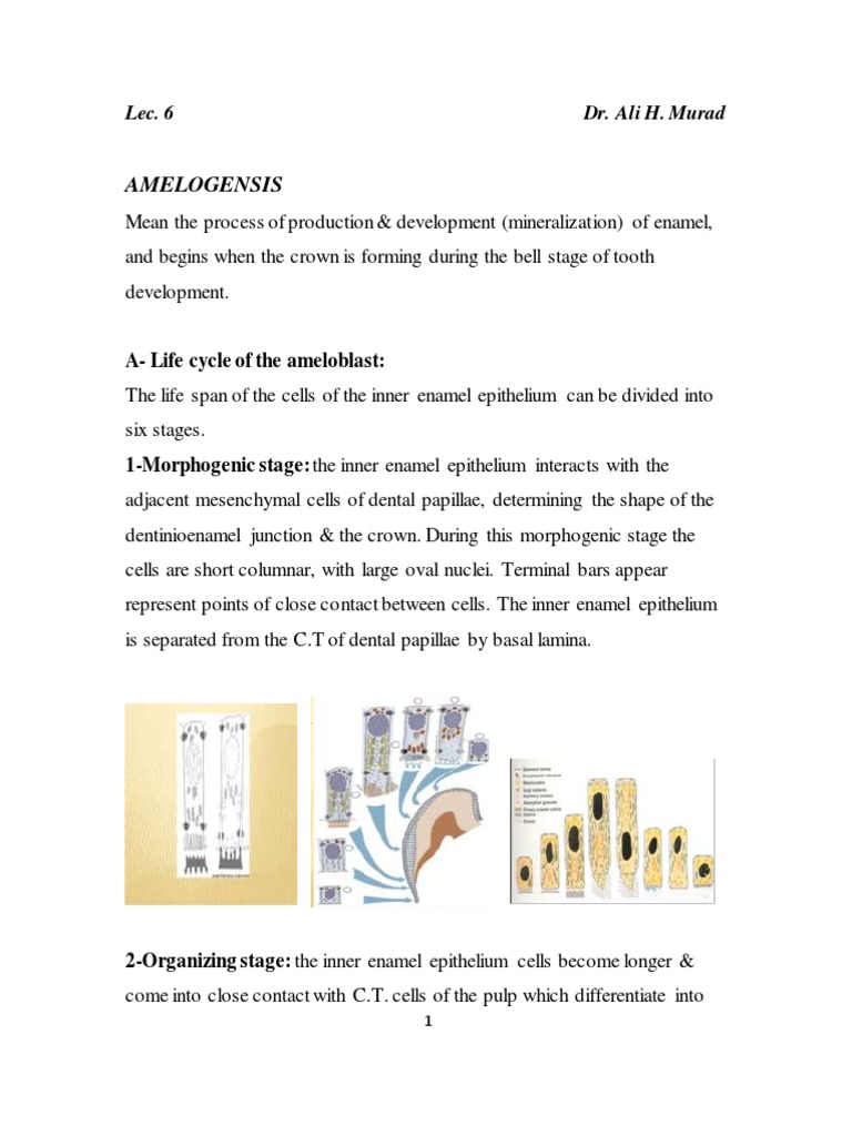 The Life Cycle of the Ameloblast: A Detailed Explanation of ...