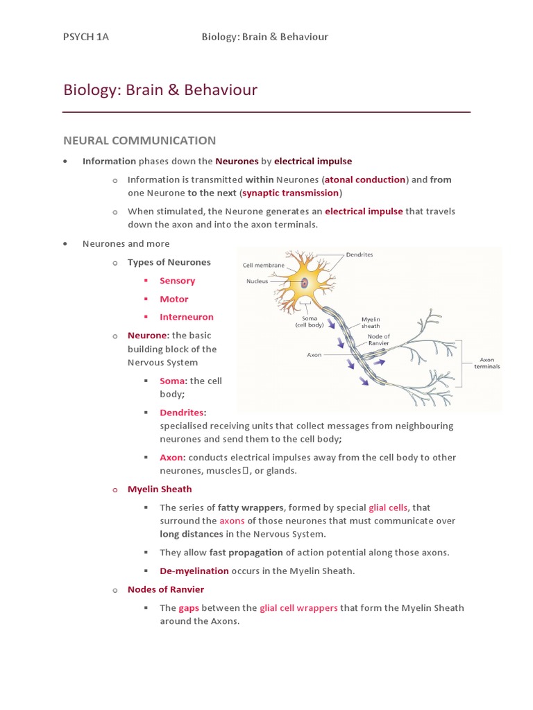 Neural Communication in the Brain | PDF | Neurotransmitter | Chemical ...