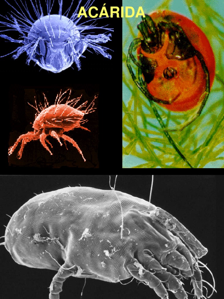 Acari | PDF | Zoología | Organismos